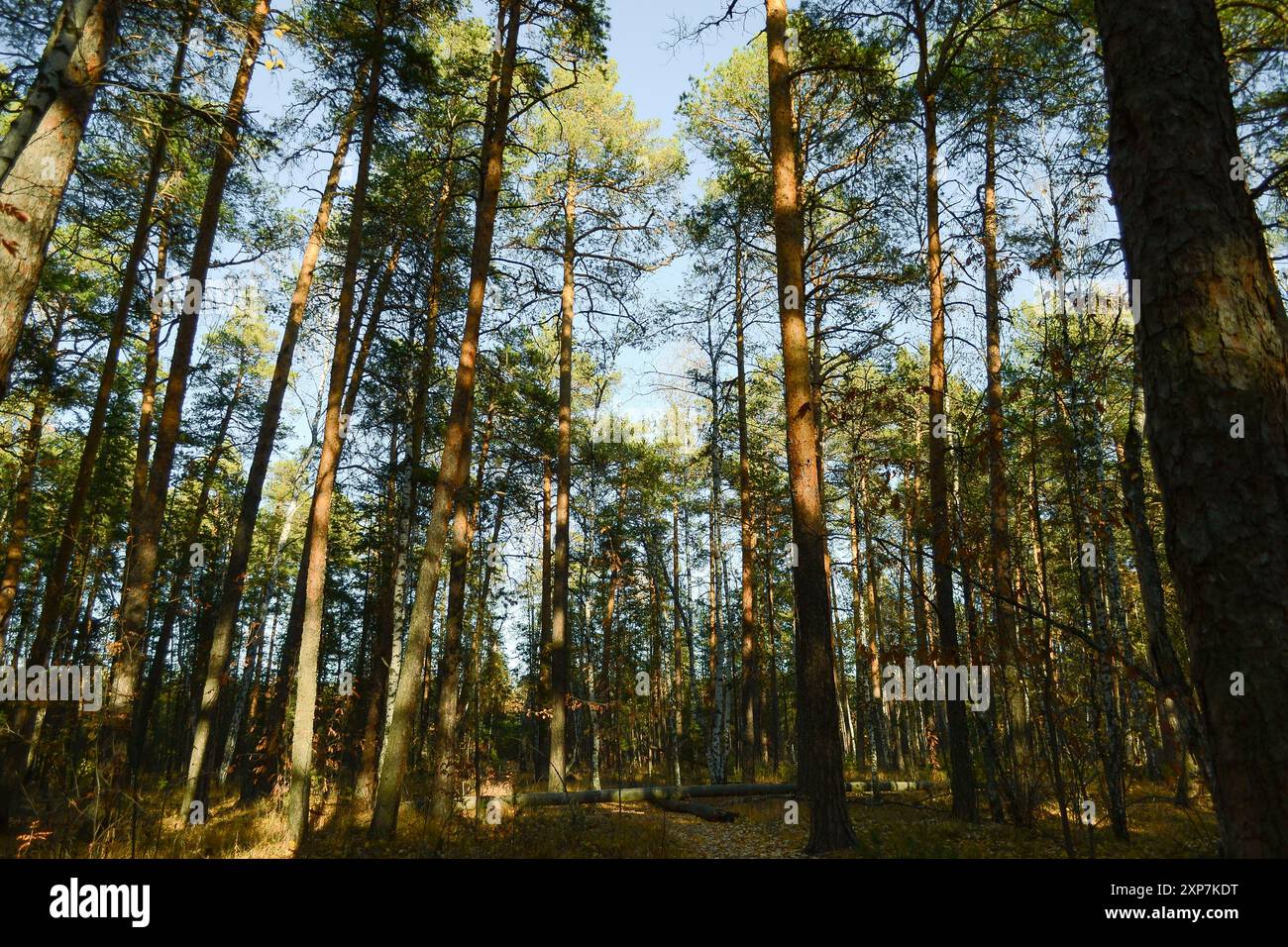 Dense woodland with tall tree trunks hi-res stock photography and ...