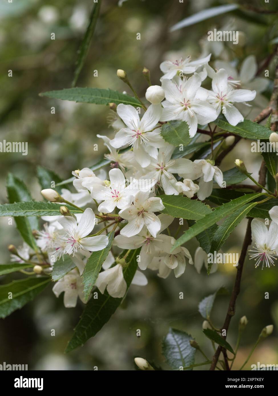 Hoheria hi-res stock photography and images - Alamy