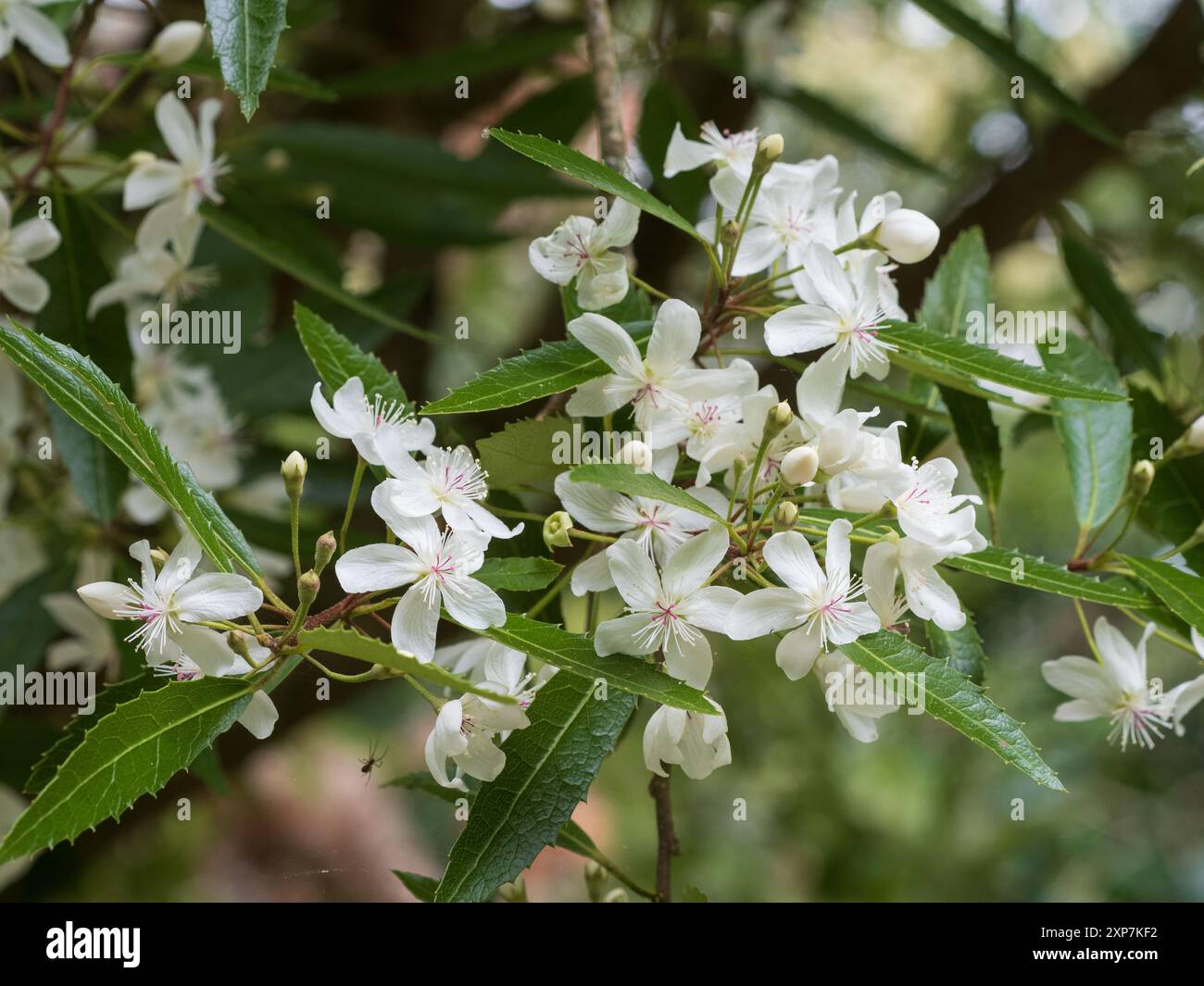 Hoheria hi-res stock photography and images - Alamy