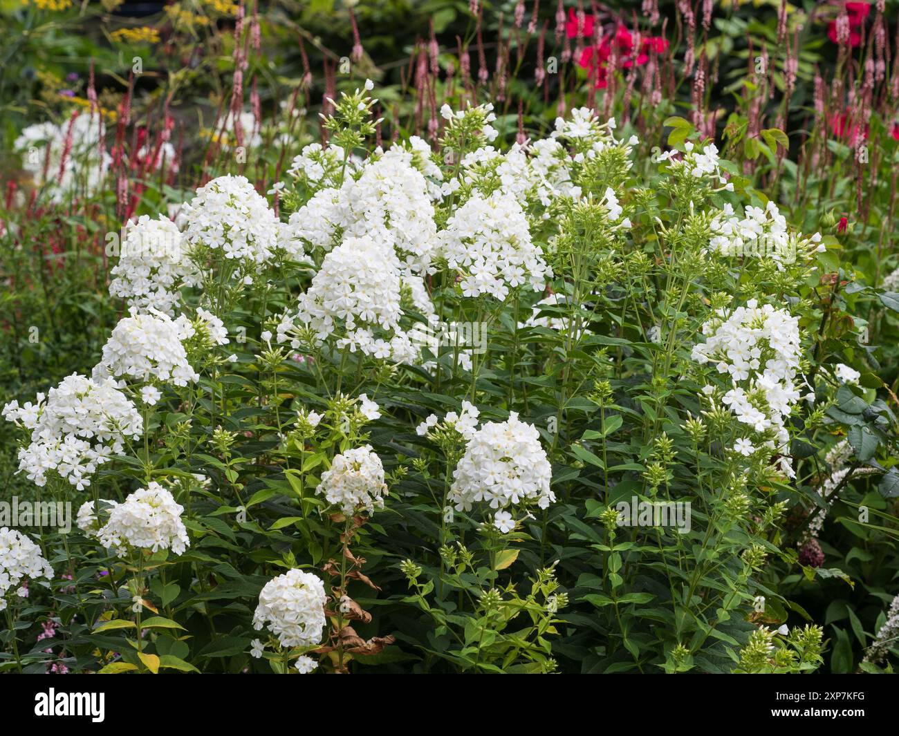 Pure white fragrant flowers in the panicle of the hardy, summer ...
