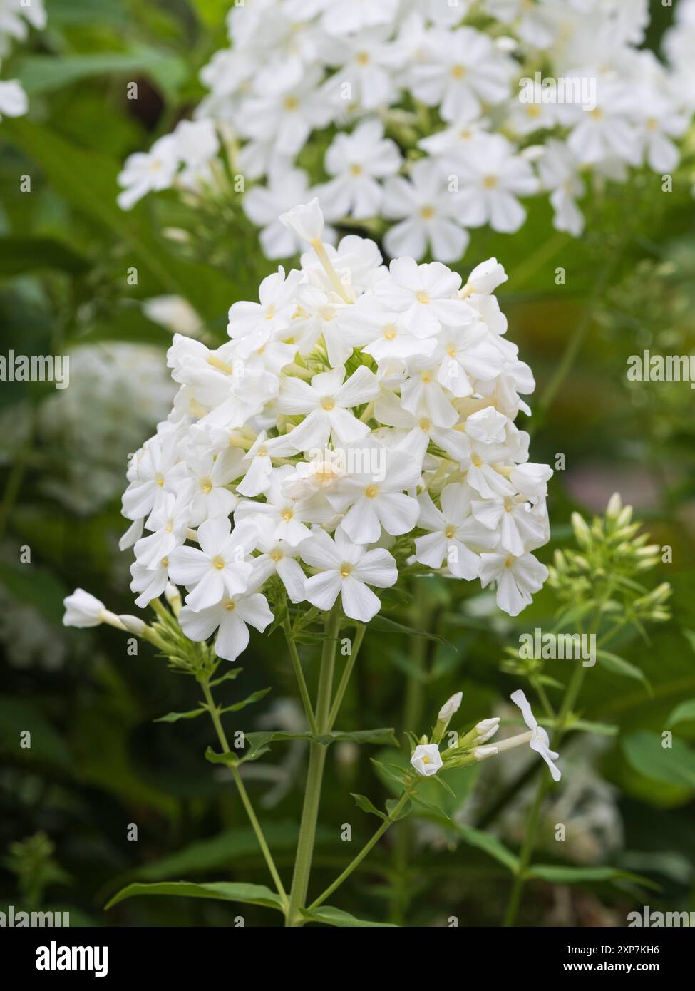 Pure white fragrant flowers in the panicle of the hardy, summer ...