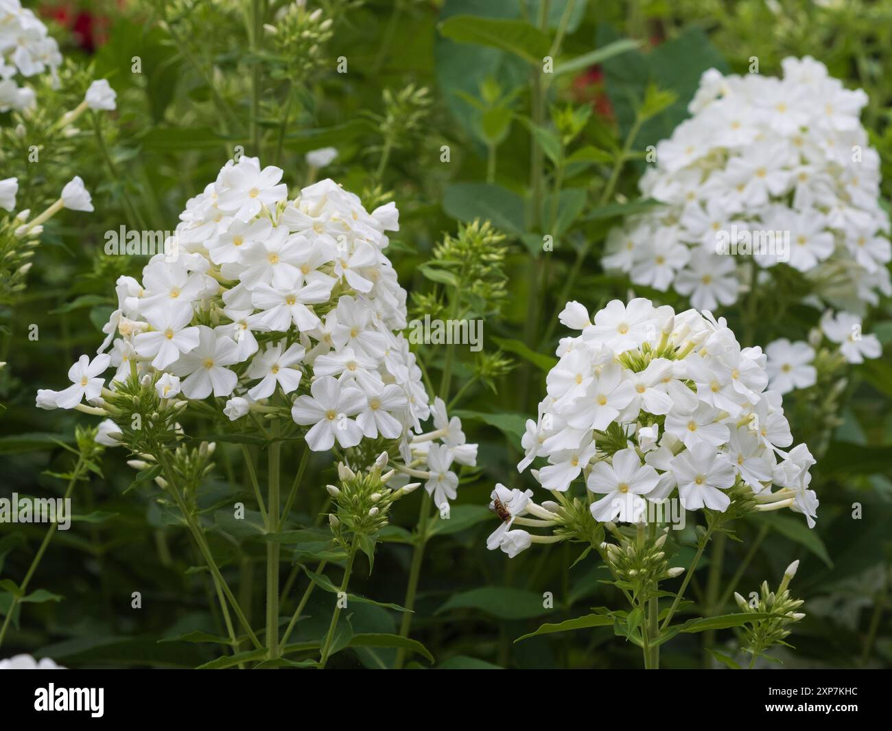 Pure white fragrant flowers in the panicle of the hardy, summer ...