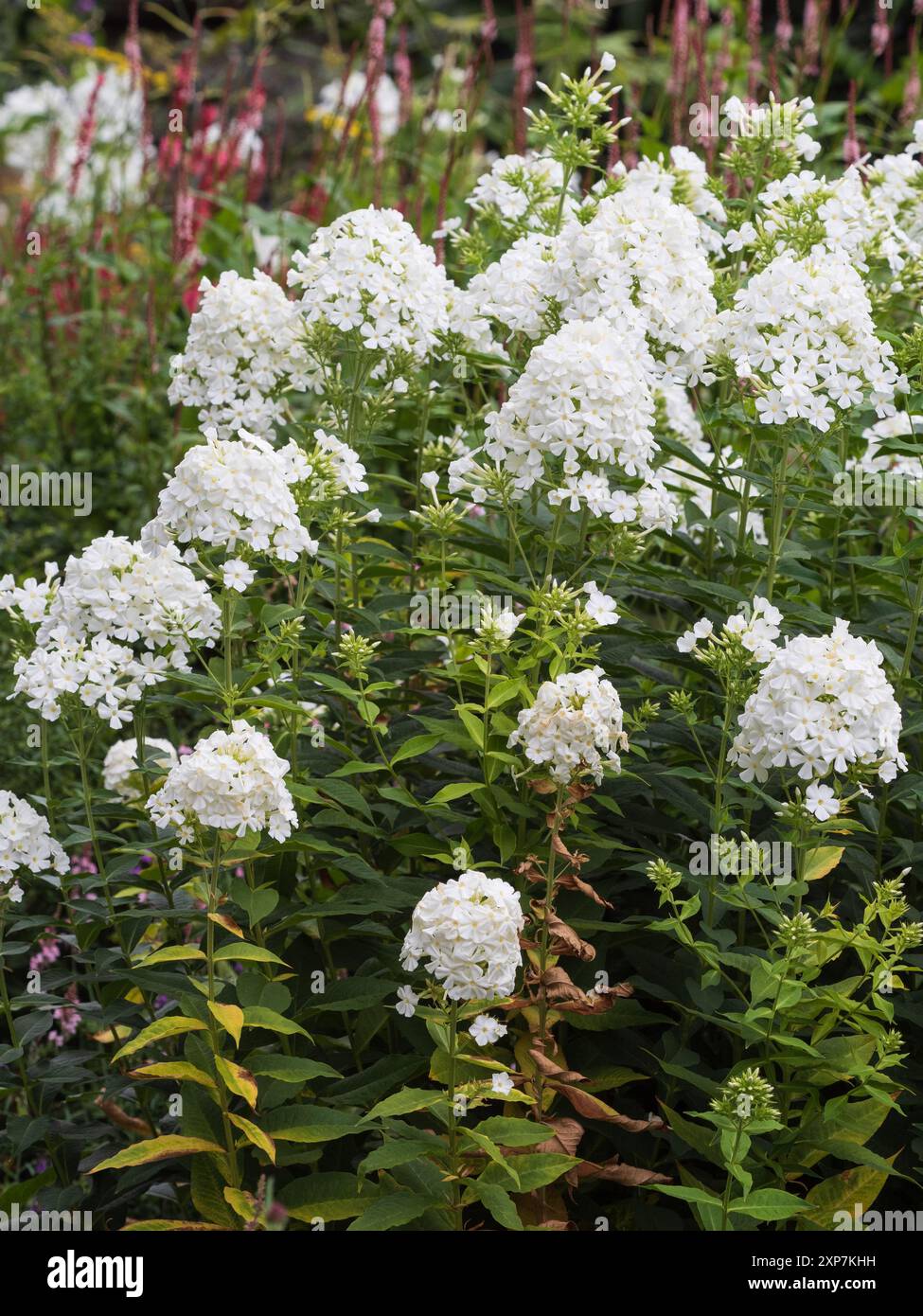 Pure white fragrant flowers in the panicle of the hardy, summer ...
