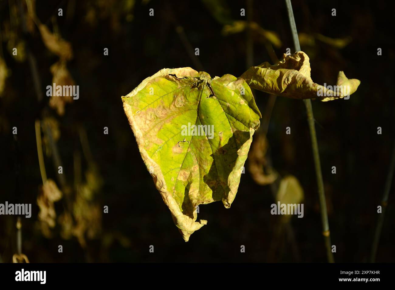 Autumn damaged green leaf hi-res stock photography and images - Alamy