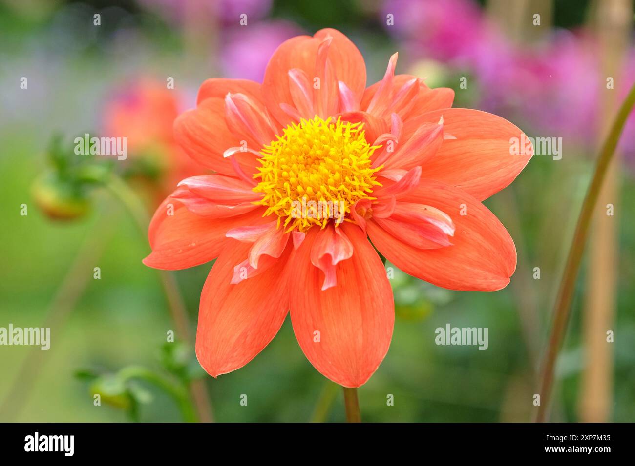 Bright orange collarette Dahlia ‘Crellow Raven's Blood Orange’ in ...