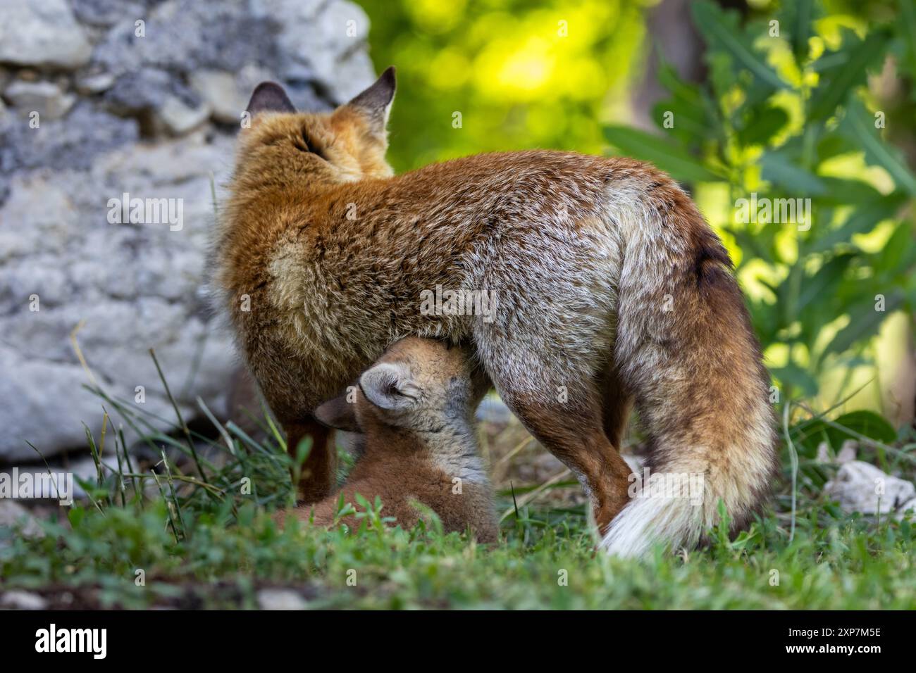 The red fox and her cubs Stock Photo - Alamy