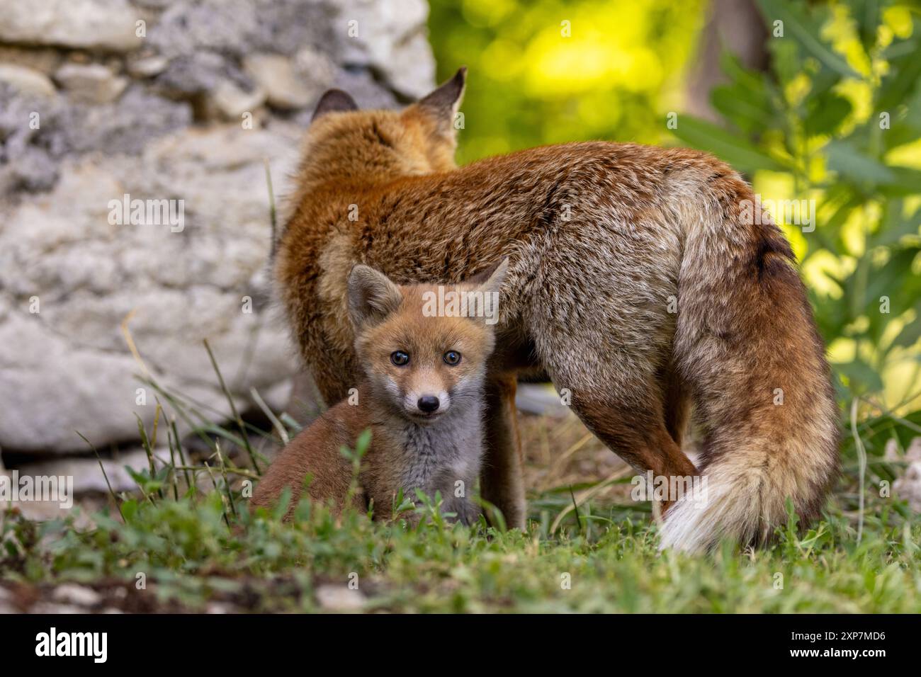 The red fox and her cubs Stock Photo - Alamy