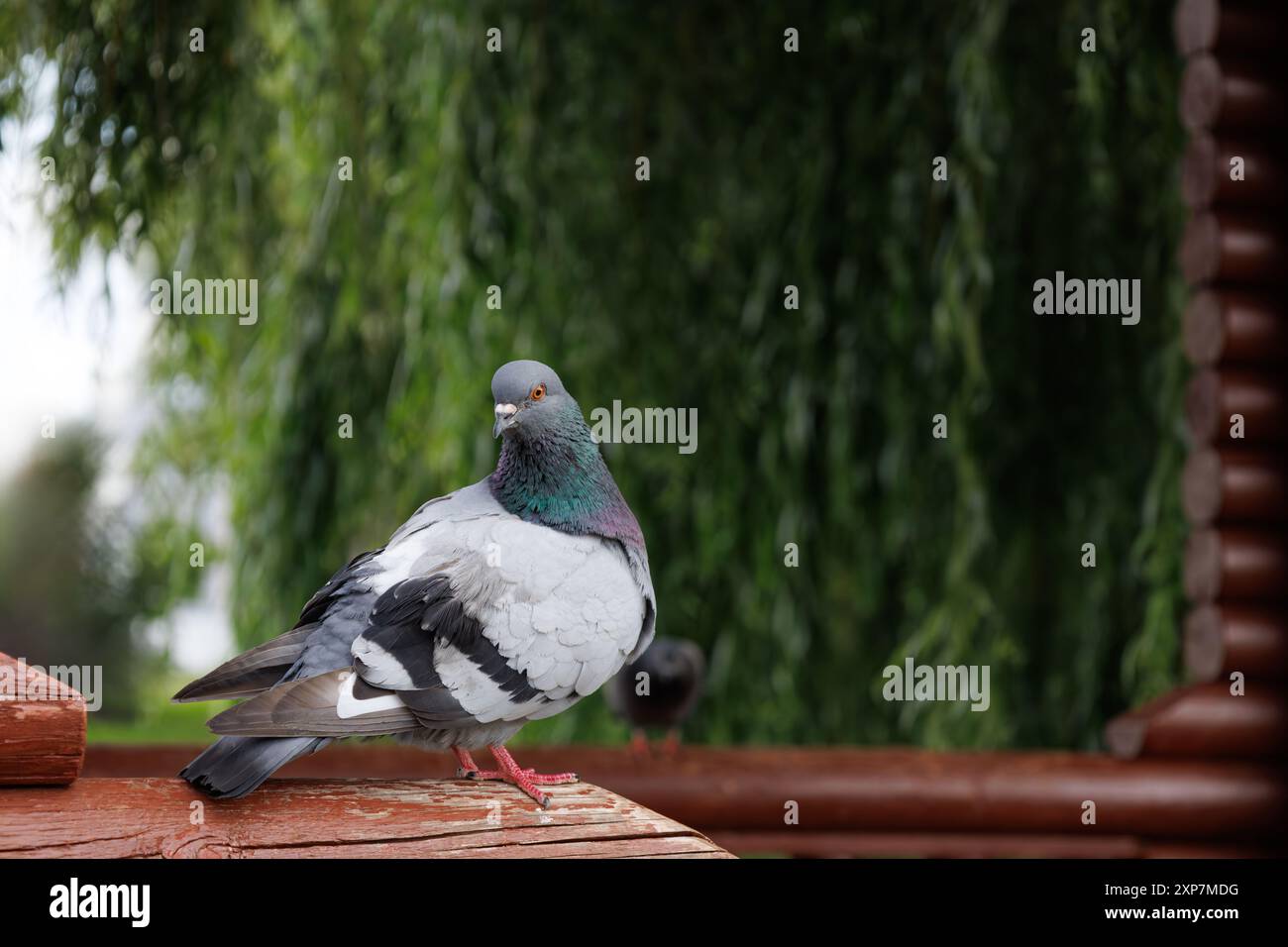 Urban wildlife. The rock dove or common pigeon. Member of the bird ...
