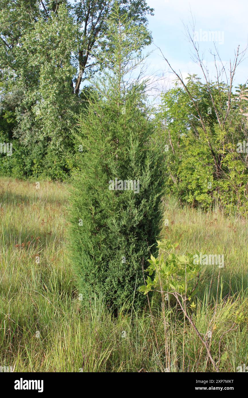 One eastern redcedar tree with a cottonwood tree in the background in ...