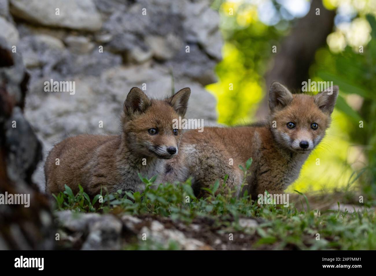The red fox and her cubs Stock Photo - Alamy