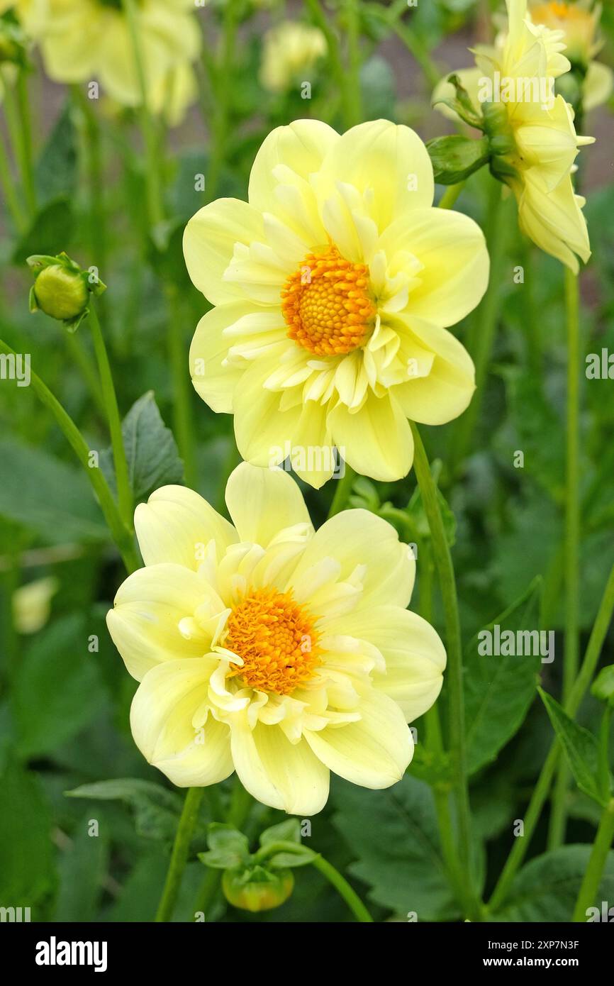 Bright yellow collarette Dahlia ‘Lemon Sherbet’ in flower Stock Photo ...