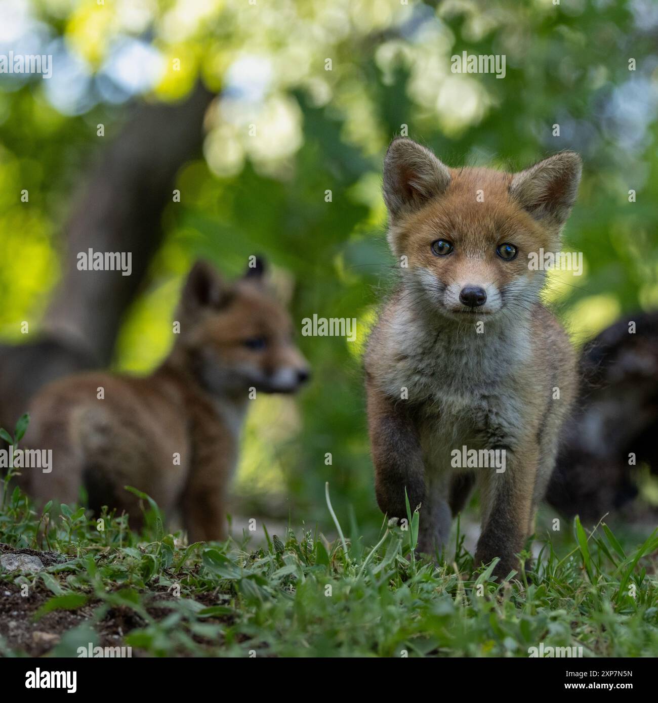 The red fox and her cubs Stock Photo - Alamy