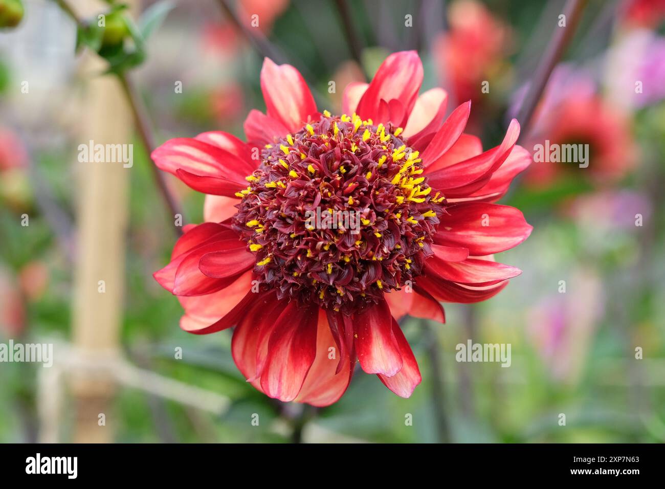 Red and orange collarette Dahlia ‘Sarah Raven’ in flower Stock Photo ...