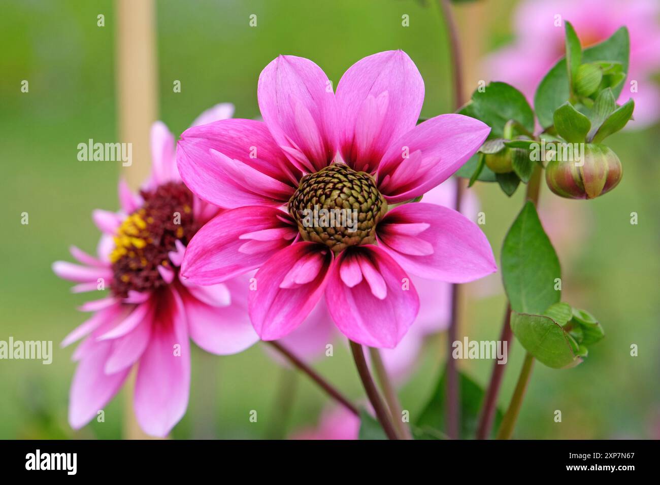 Pink and purple collarette Dahlia ‘Skyfall’ in flower Stock Photo - Alamy
