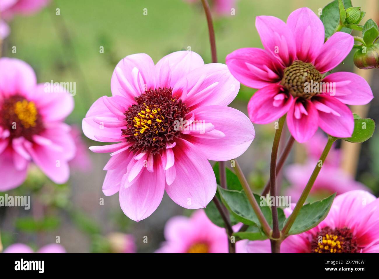 Pink and purple collarette Dahlia ‘Skyfall’ in flower Stock Photo - Alamy