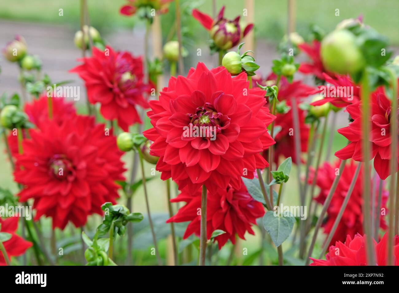 Bright red decorative dahlia ‘All Directions’ in flower Stock Photo - Alamy