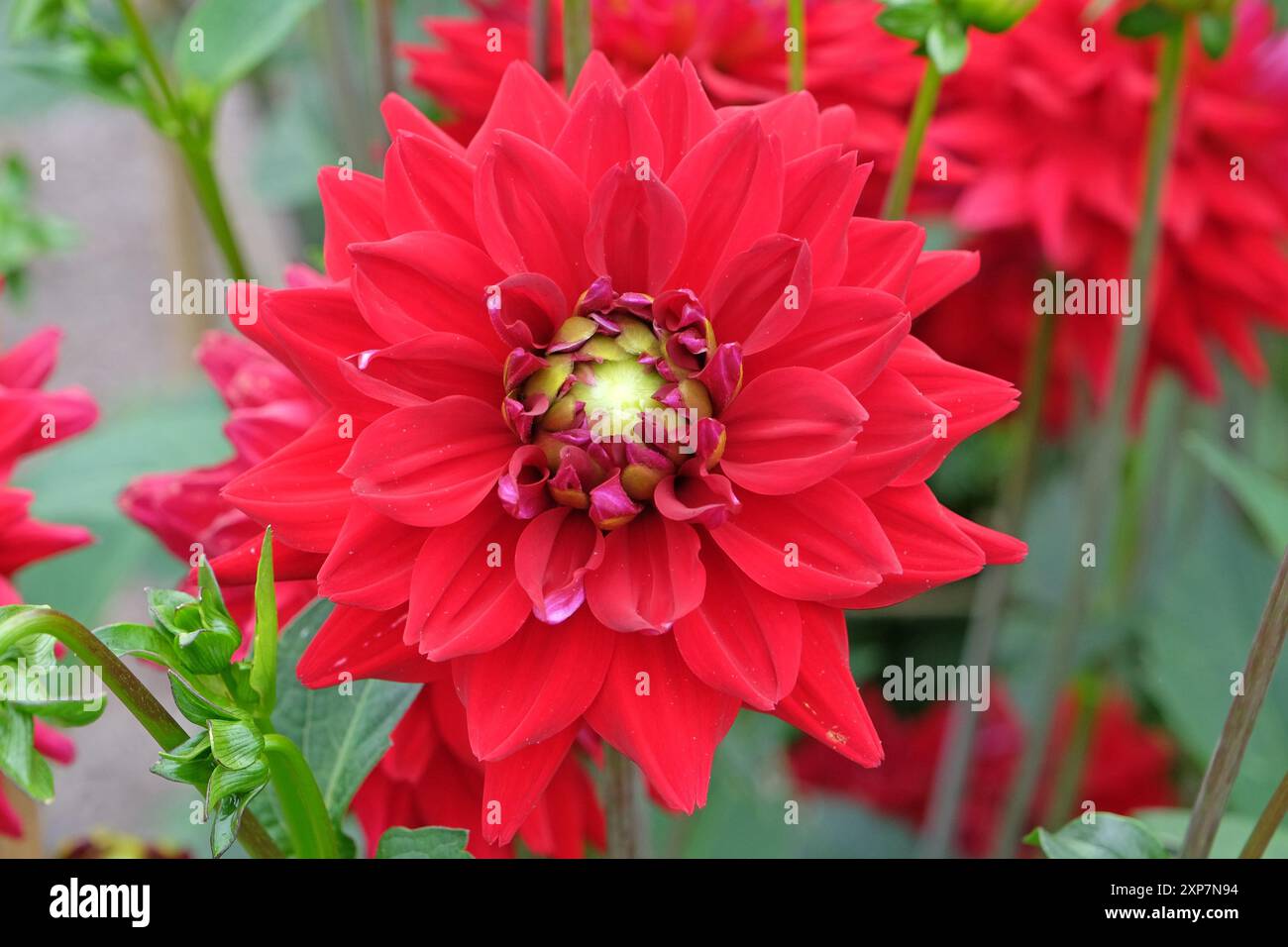 Bright red decorative dahlia ‘All Directions’ in flower Stock Photo - Alamy