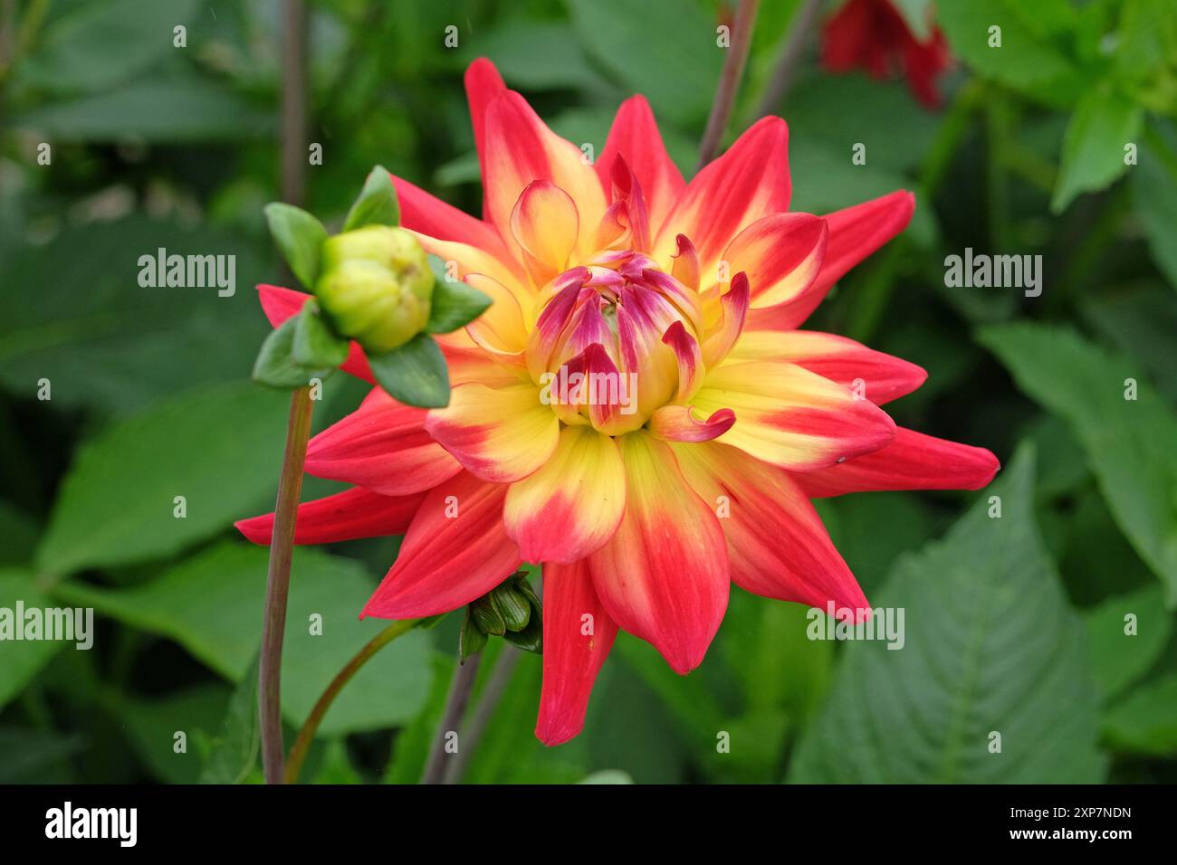 Bright Pink, peach and yellow decorative dahlia ‘Rainbow Silence’ in flower Stock Photo - Alamy