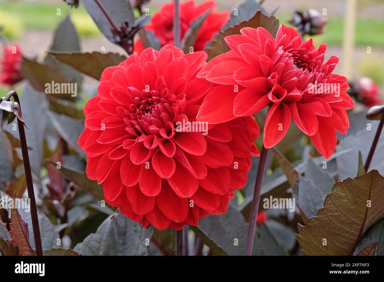 Bright red decorative dahlia ‘Mountain of Fire’ in flower Stock Photo ...