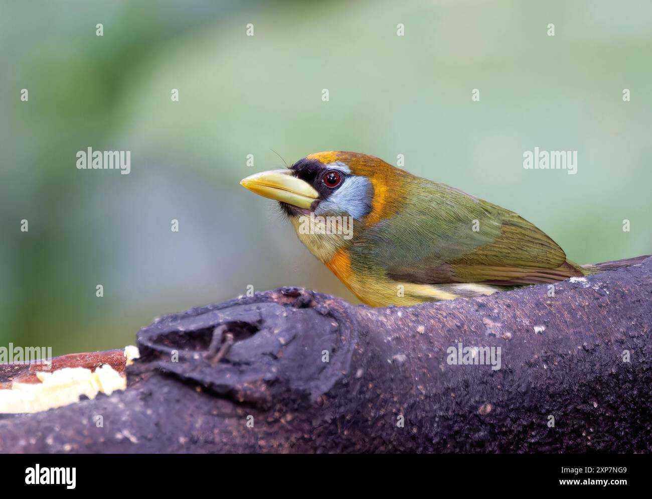 Red-headed barbet - female, Anden-Bartvogel, Cabézon à tête rouge ...