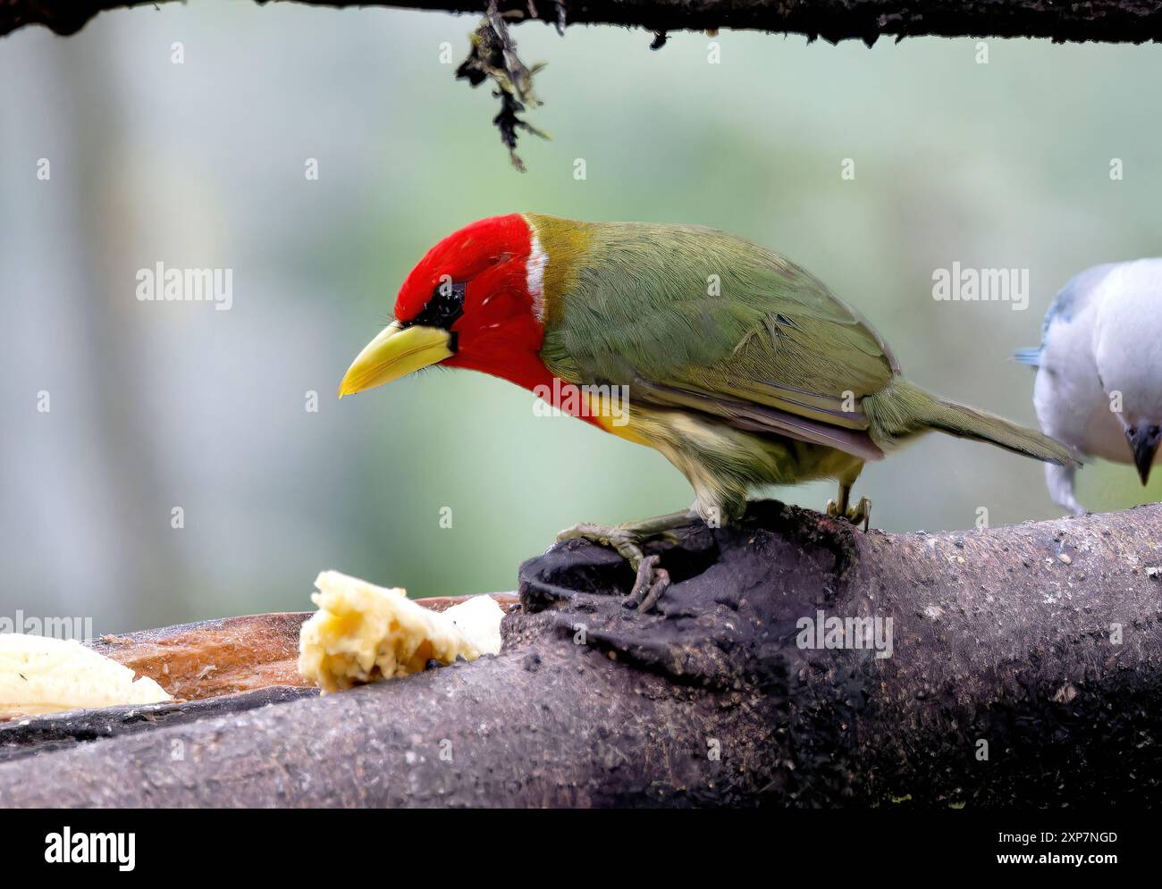 Anden bartvogel hi-res stock photography and images - Alamy