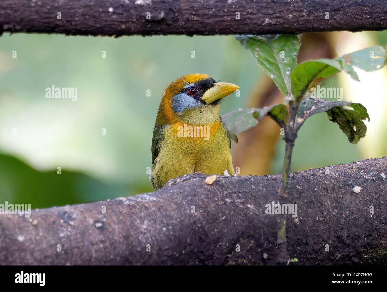 Red-headed barbet - female, Anden-Bartvogel, Cabézon à tête rouge ...