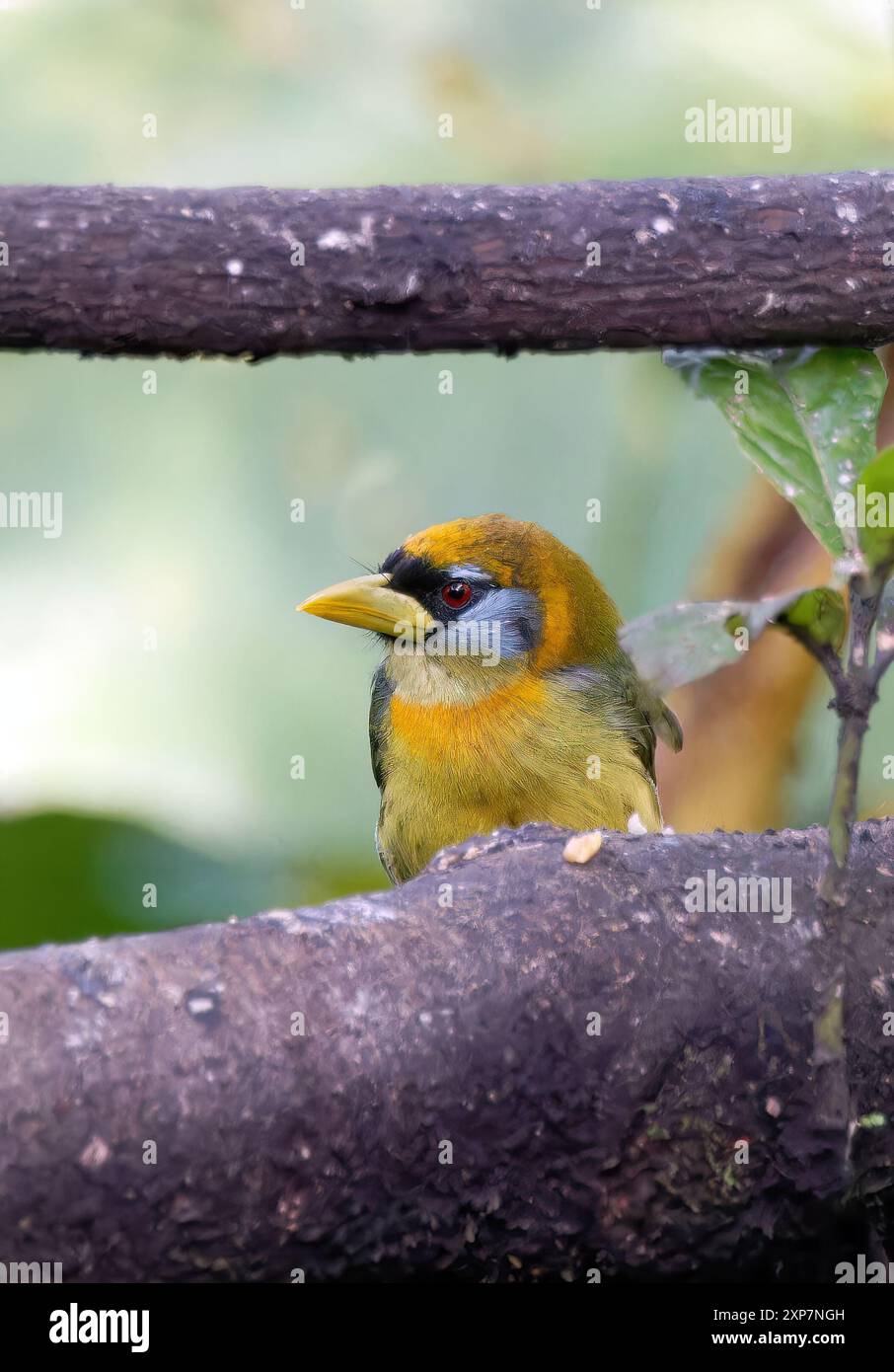 Red-headed barbet - female, Anden-Bartvogel, Cabézon à tête rouge ...