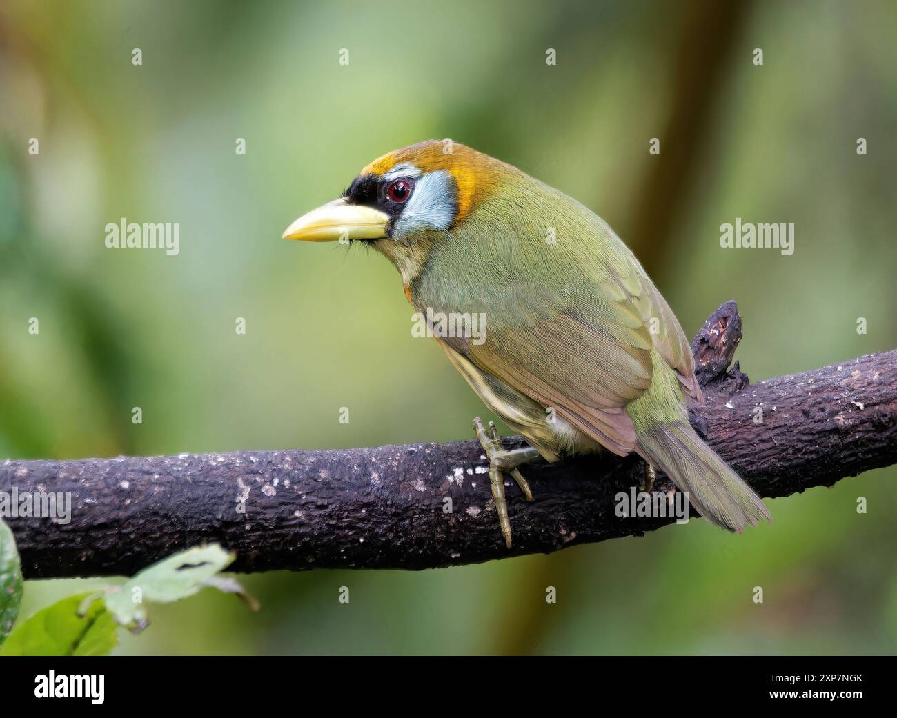 Red-headed barbet - female, Anden-Bartvogel, Cabézon à tête rouge ...