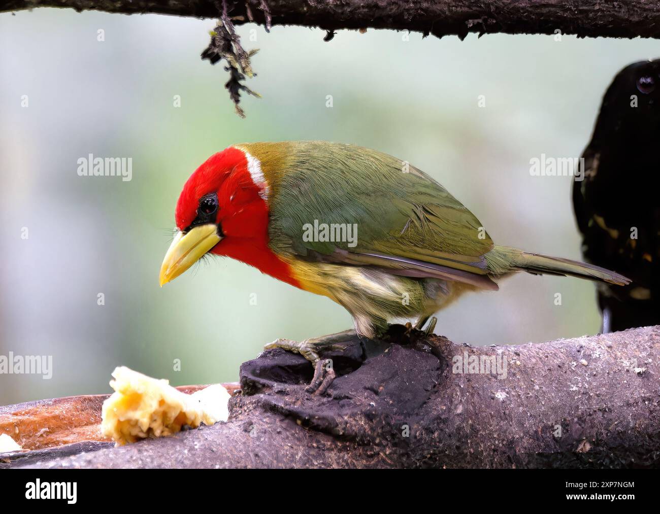 Red-headed barbet - male, Anden-Bartvogel, Cabézon à tête rouge ...
