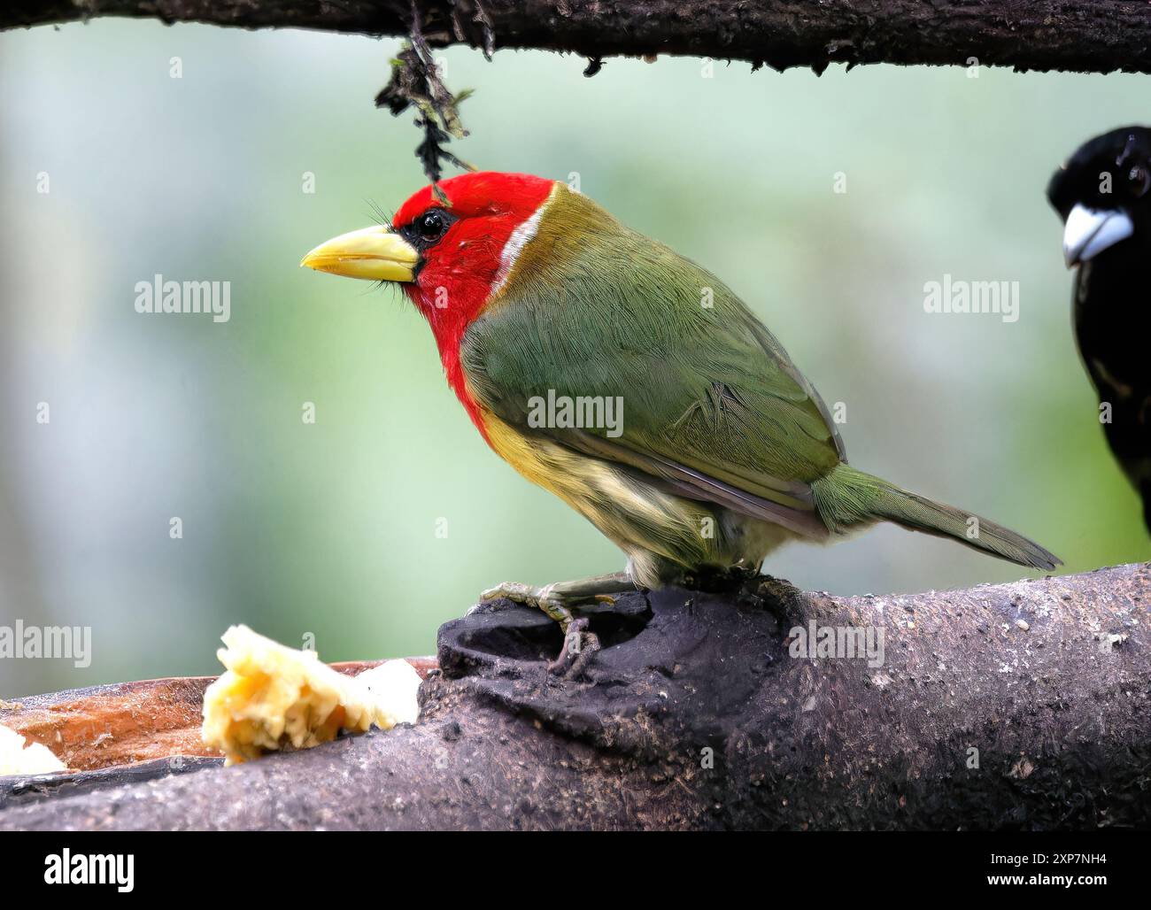 Red-headed barbet - male, Anden-Bartvogel, Cabézon à tête rouge ...