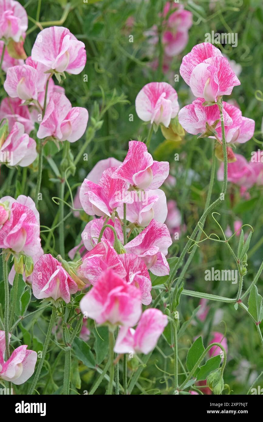 Pink and white variegated Lathyrus odoratus, sweet pea ‘Sweet Caroline ...