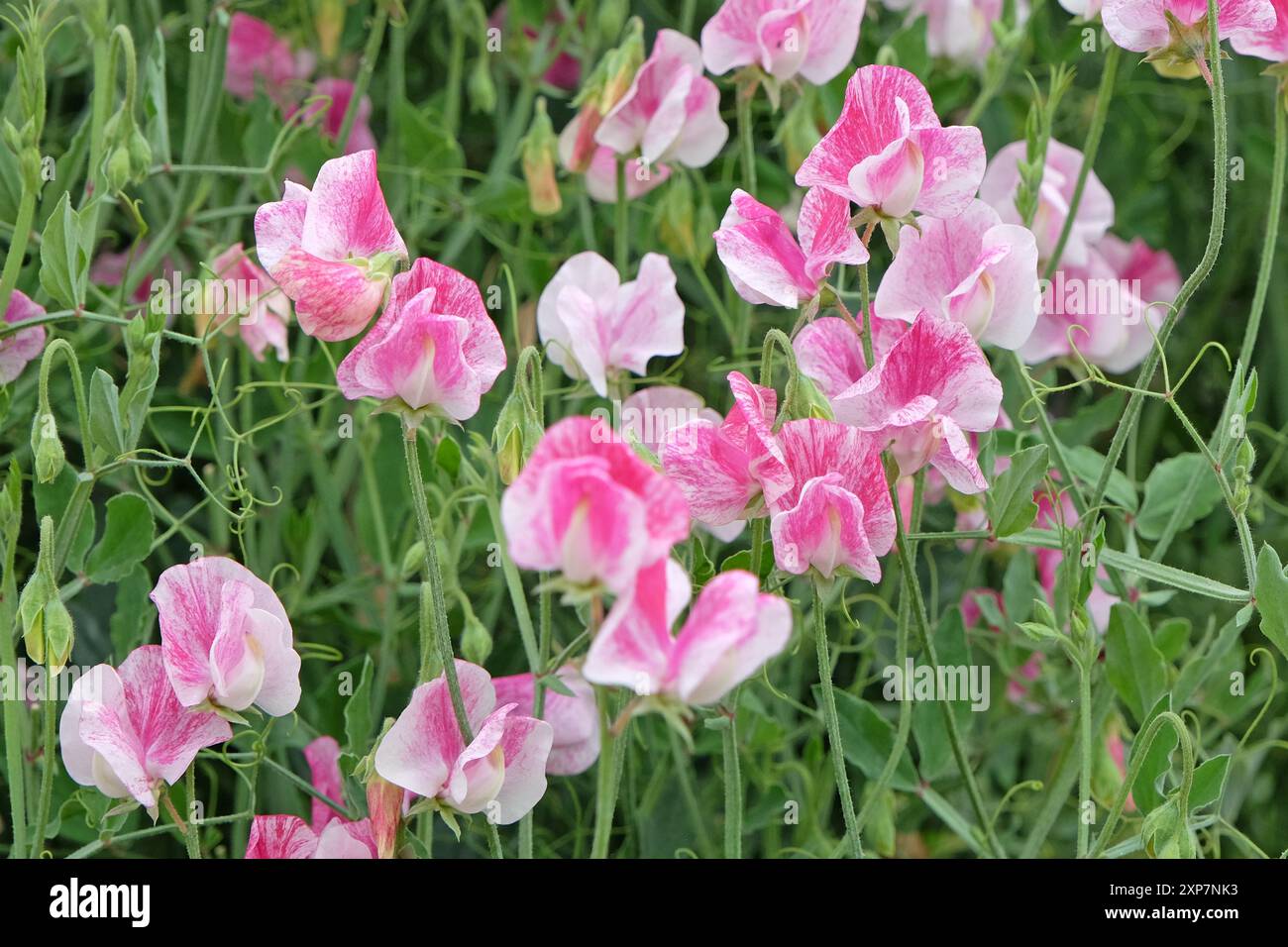 Pink and white variegated Lathyrus odoratus, sweet pea ‘Sweet Caroline ...