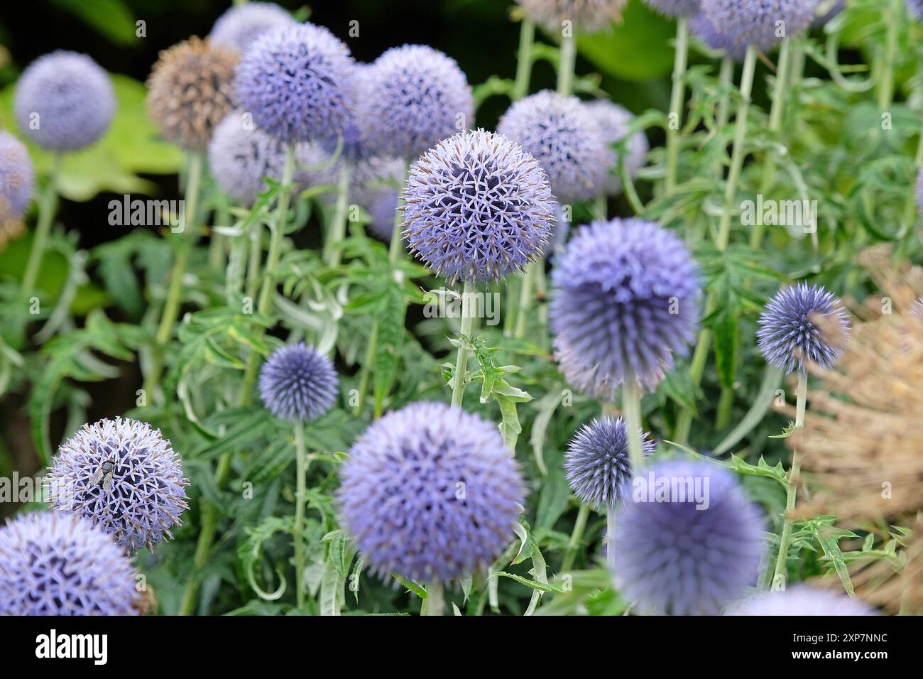 Echinops bannaticus globe thistle ‘Taplow Blue’ in flower Stock Photo ...