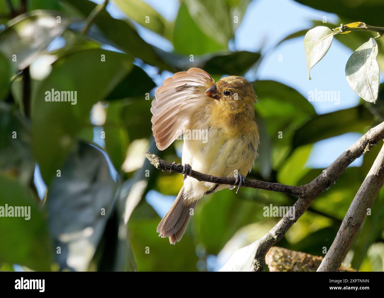 Variable seedeater - female, Sporophile variable, Sporophila corvina ...
