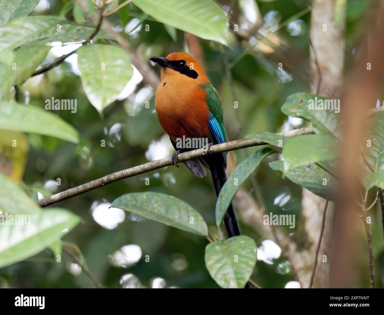 Rufous motmot, Zimtbrustmotmot, Motmot roux, Baryphthengus martii ...