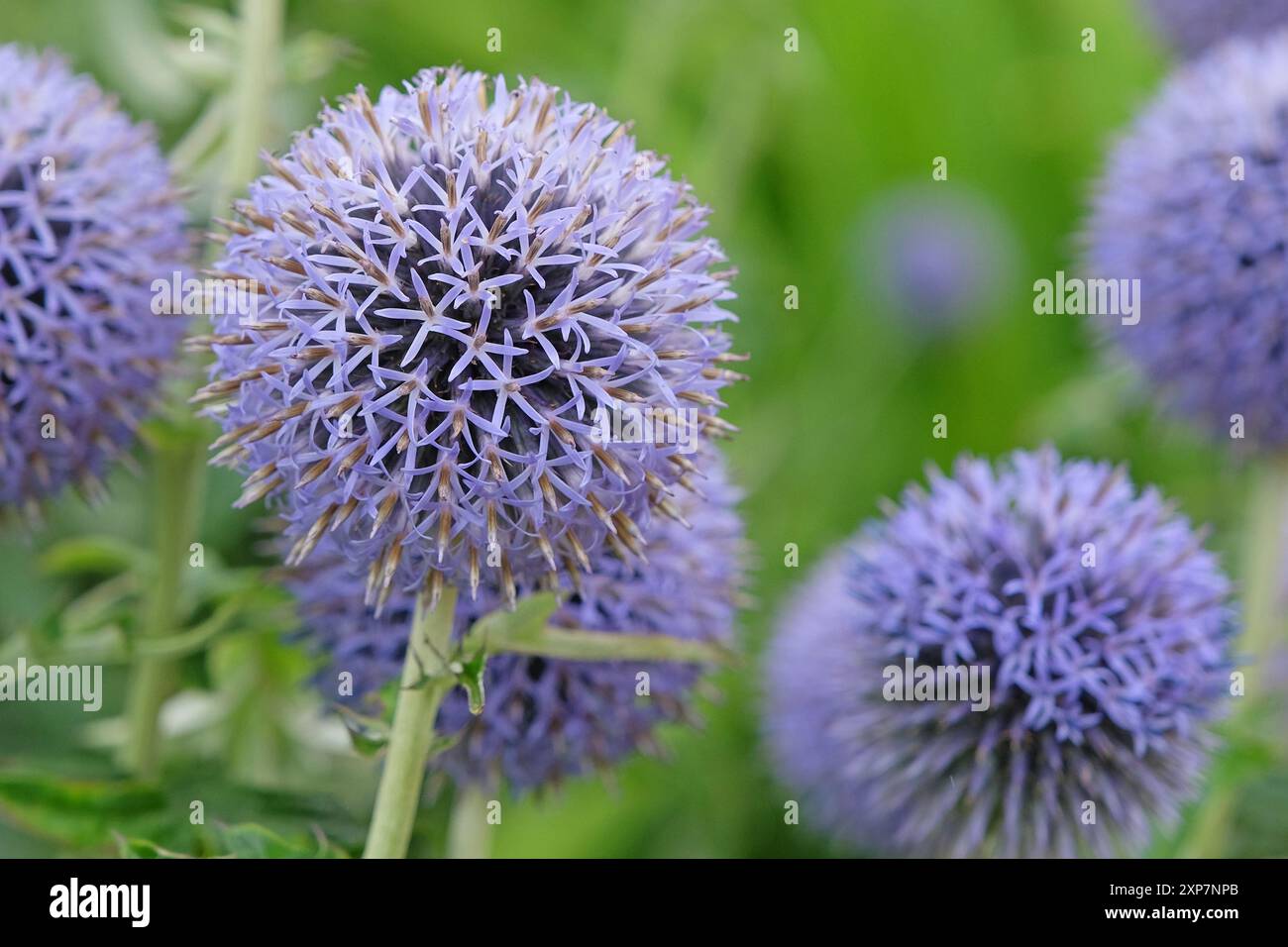 Echinops bannaticus globe thistle ‘Taplow Blue’ in flower Stock Photo ...