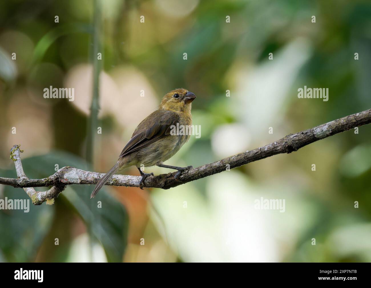 Variable seedeater - female, Sporophile variable, Sporophila corvina ...