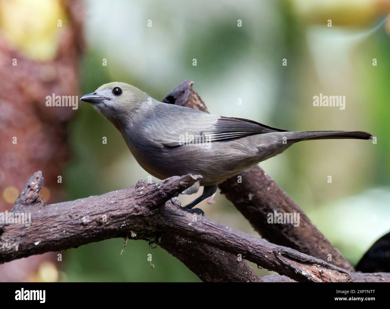 Palm tanager, Tangara des palmiers, Thraupis palmarum, tangara, Mindo ...