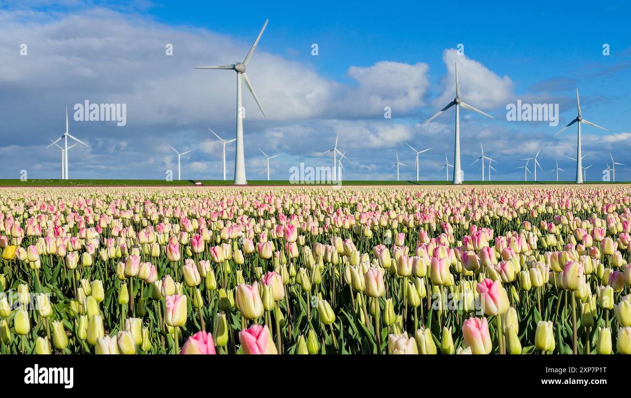 Colorful tulip fields stretch towards towering windmills, harmonizing ...