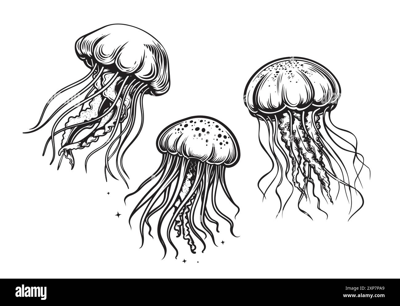 Jellyfish. Vector hand drawn illustration of Jelly Fish on isolated ...
