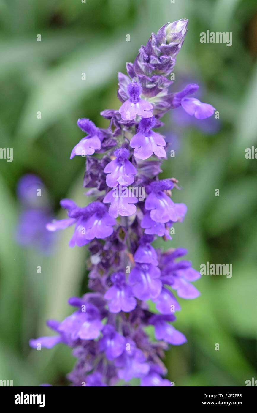 Blue purple mealy cup sage Salvia farinacea ‘Evolution’ in flower Stock ...