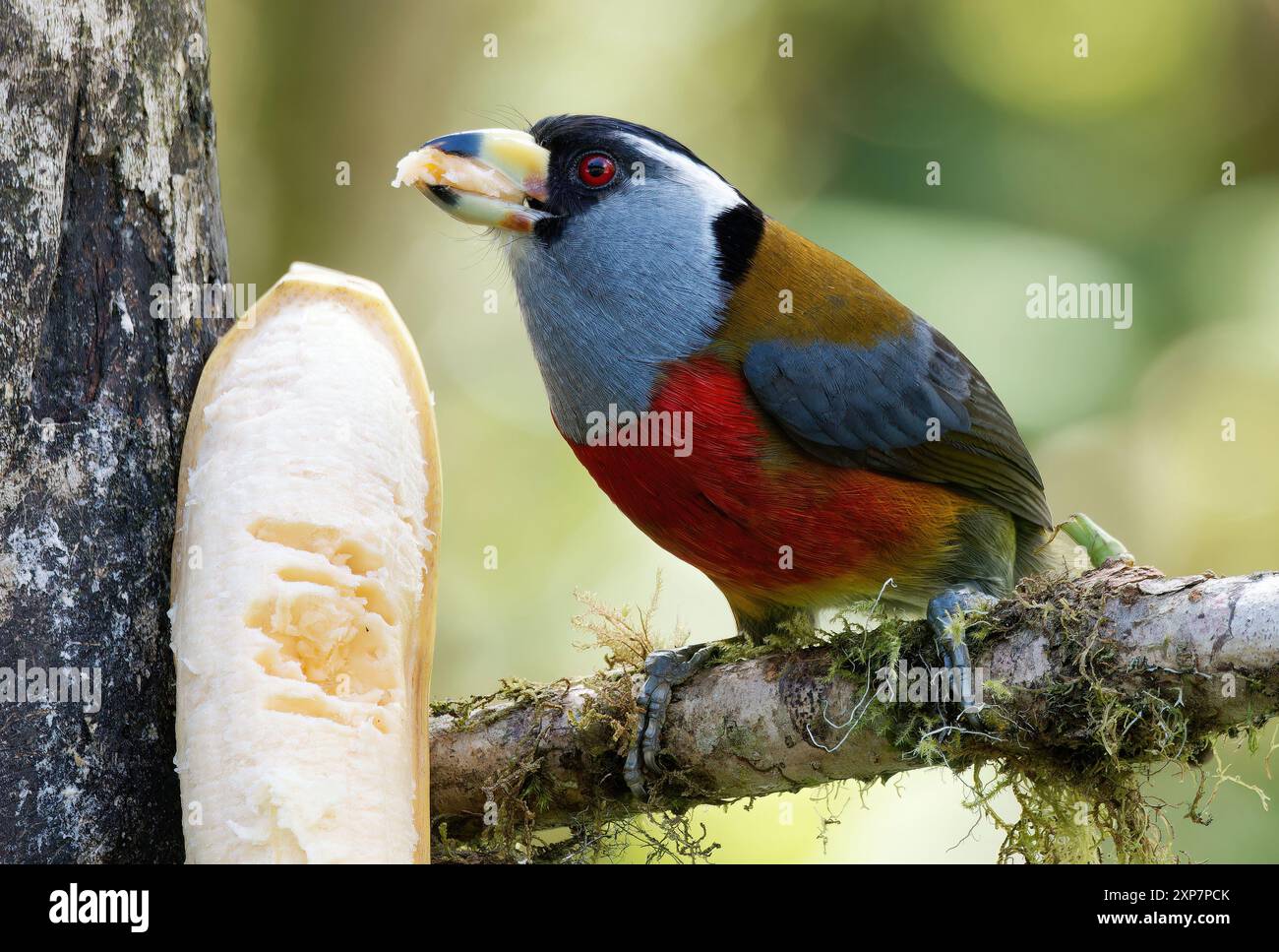 Toucan barbet, Tukanbartvogel, Cabézon toucan, Semnornis ramphastinus ...