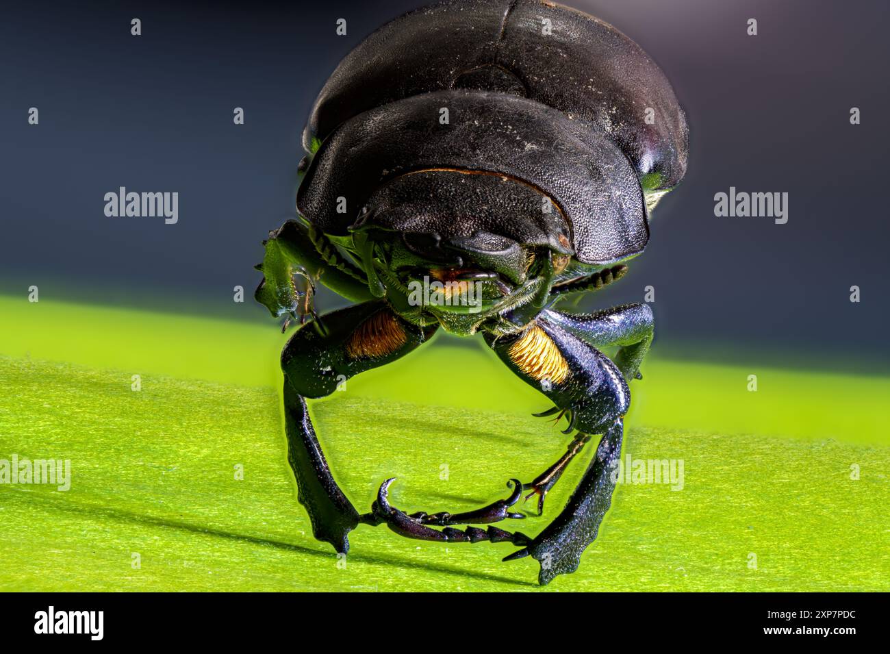 A comprehensive and detailed view of a shiny black beetle, showcasing ...