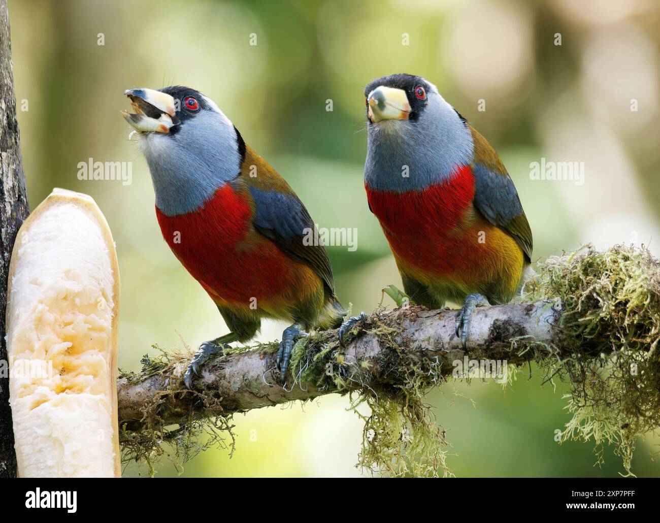 Tukanbartvogel hi-res stock photography and images - Alamy