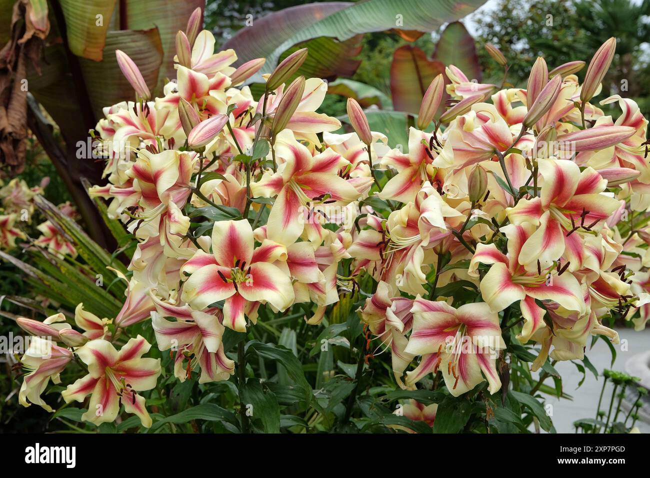 Lily lilium flower cream hi-res stock photography and images - Alamy