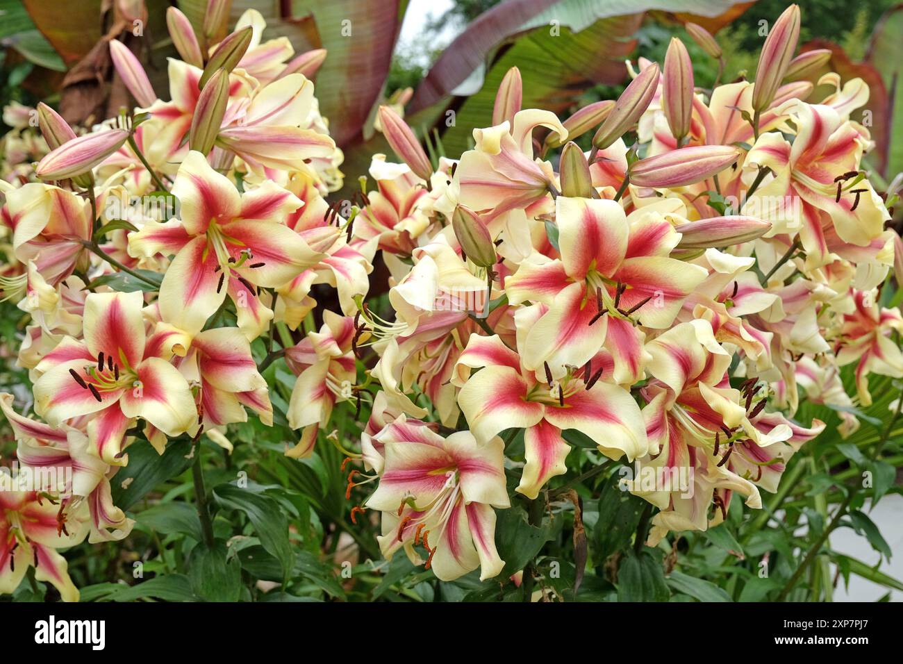 Lily lilium flower cream hi-res stock photography and images - Alamy