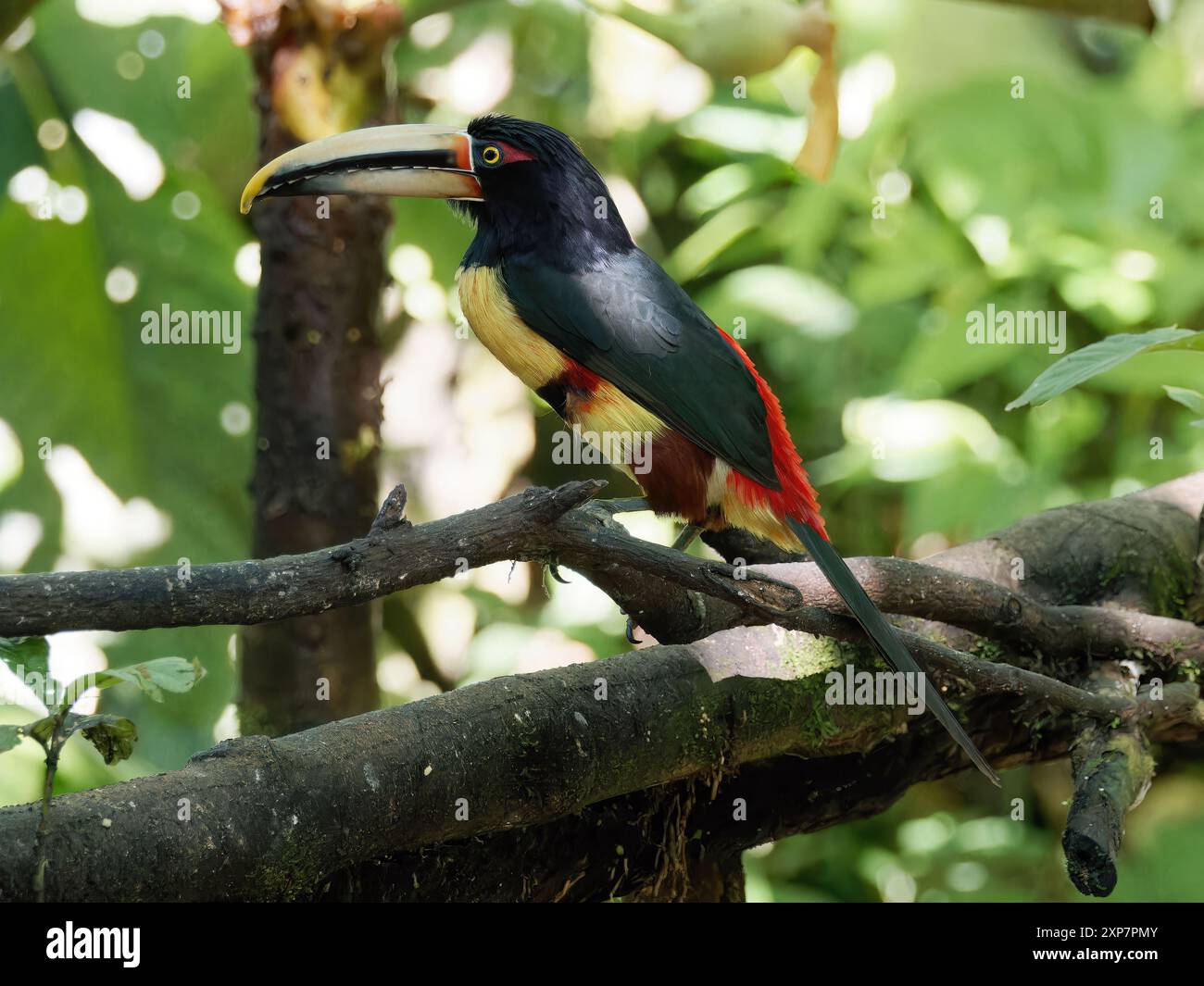 Collared aracari, Halsbandarassari, Araçari à collier, Pteroglossus ...
