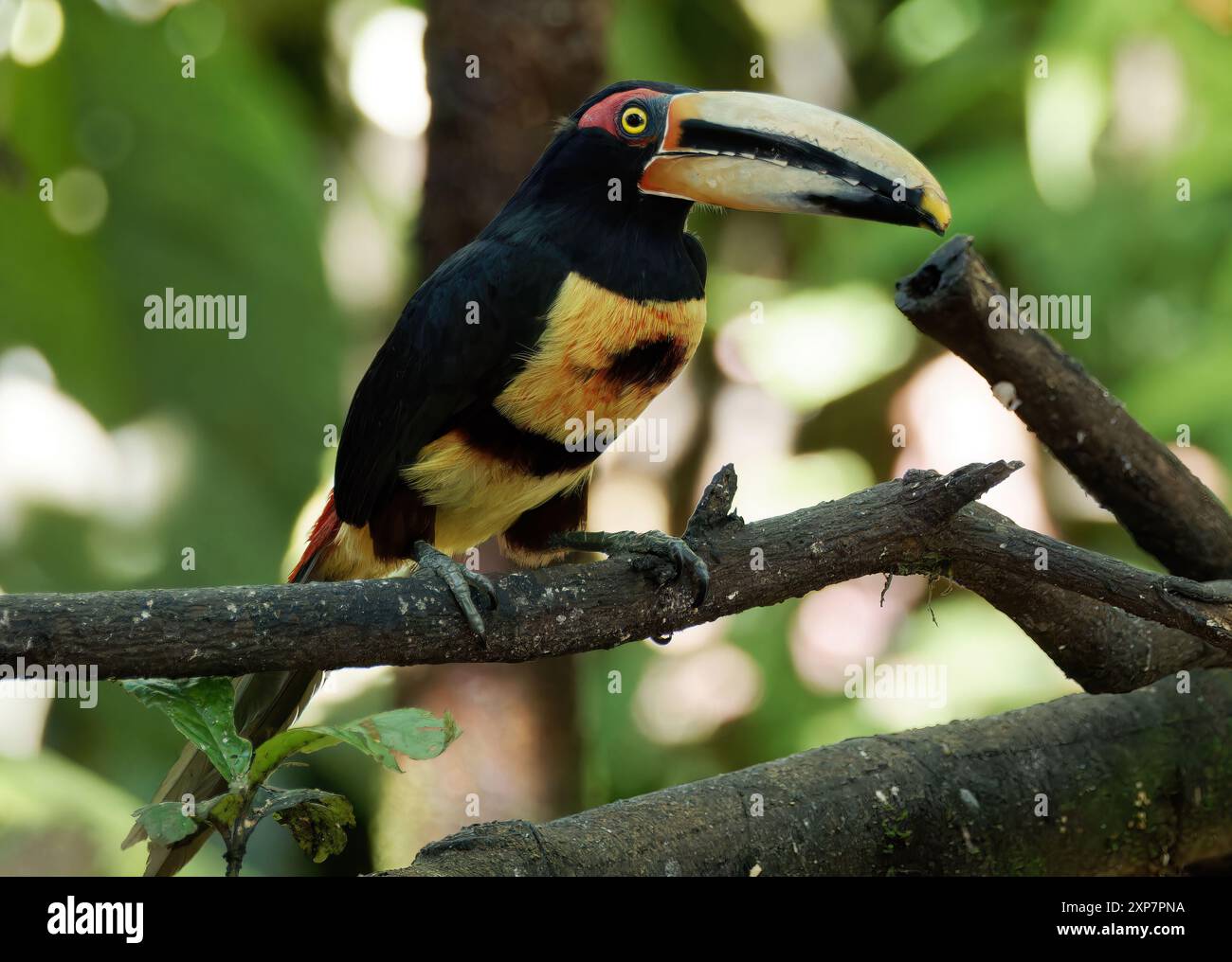 Collared aracari, Halsbandarassari, Araçari à collier, Pteroglossus ...