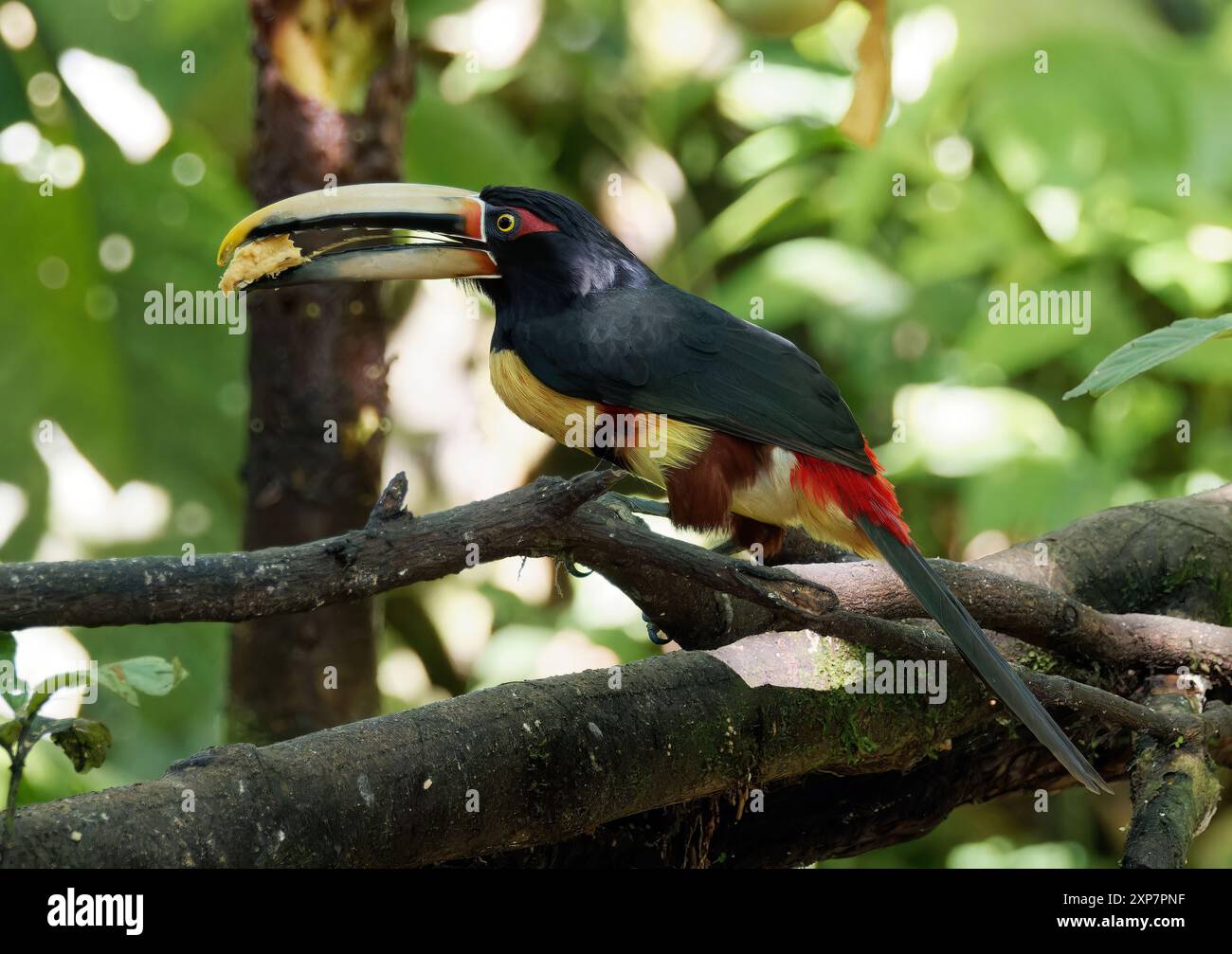 Collared aracari, Halsbandarassari, Araçari à collier, Pteroglossus ...