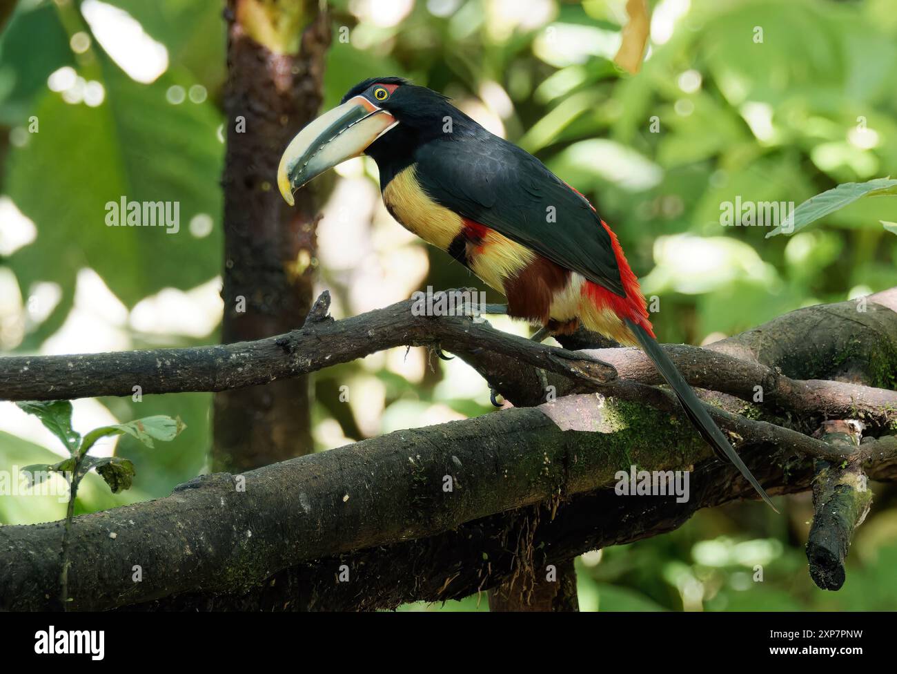 Collared aracari, Halsbandarassari, Araçari à collier, Pteroglossus ...